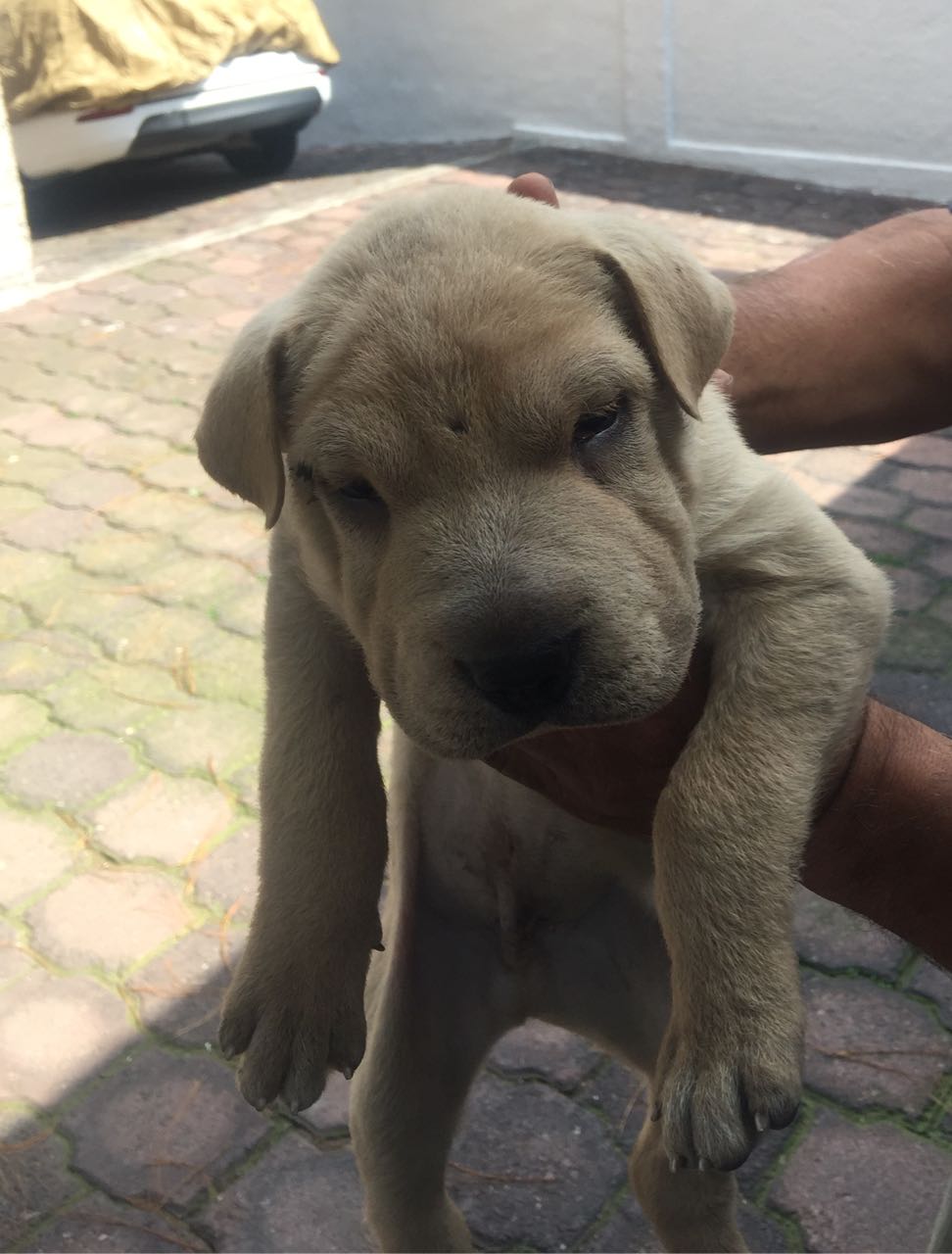 VENDO CACHORROS RAZA PASTOR BELGA Y SHAR PEI MACHO.PRECIO UNITARIO ...